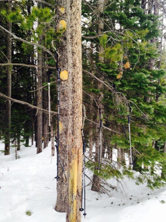 The Ski Pole Tree (Snowmass)