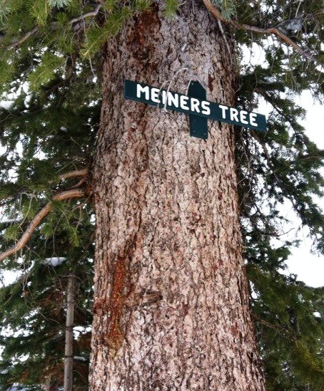 The Theo Meiners Cache Tree (Aspen Highlands)