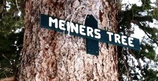 The Theo Meiners Cache Tree (Aspen Highlands)