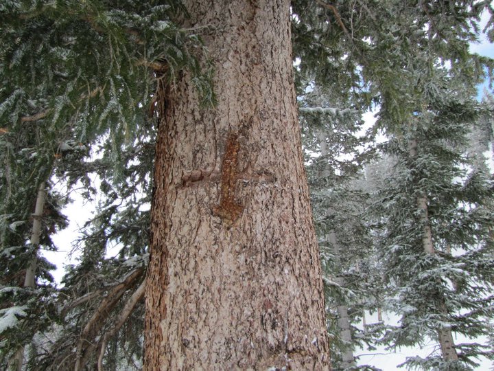 The Theo Meiners Cache Tree (Aspen Highlands)